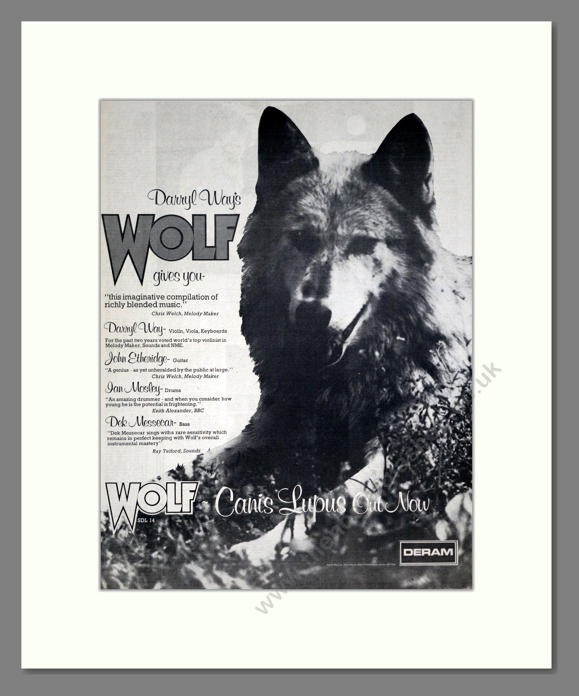 Wolf - Canis Lupus. Vintage Advert 1973 (ref AD20492) – The Nostalgia Shop