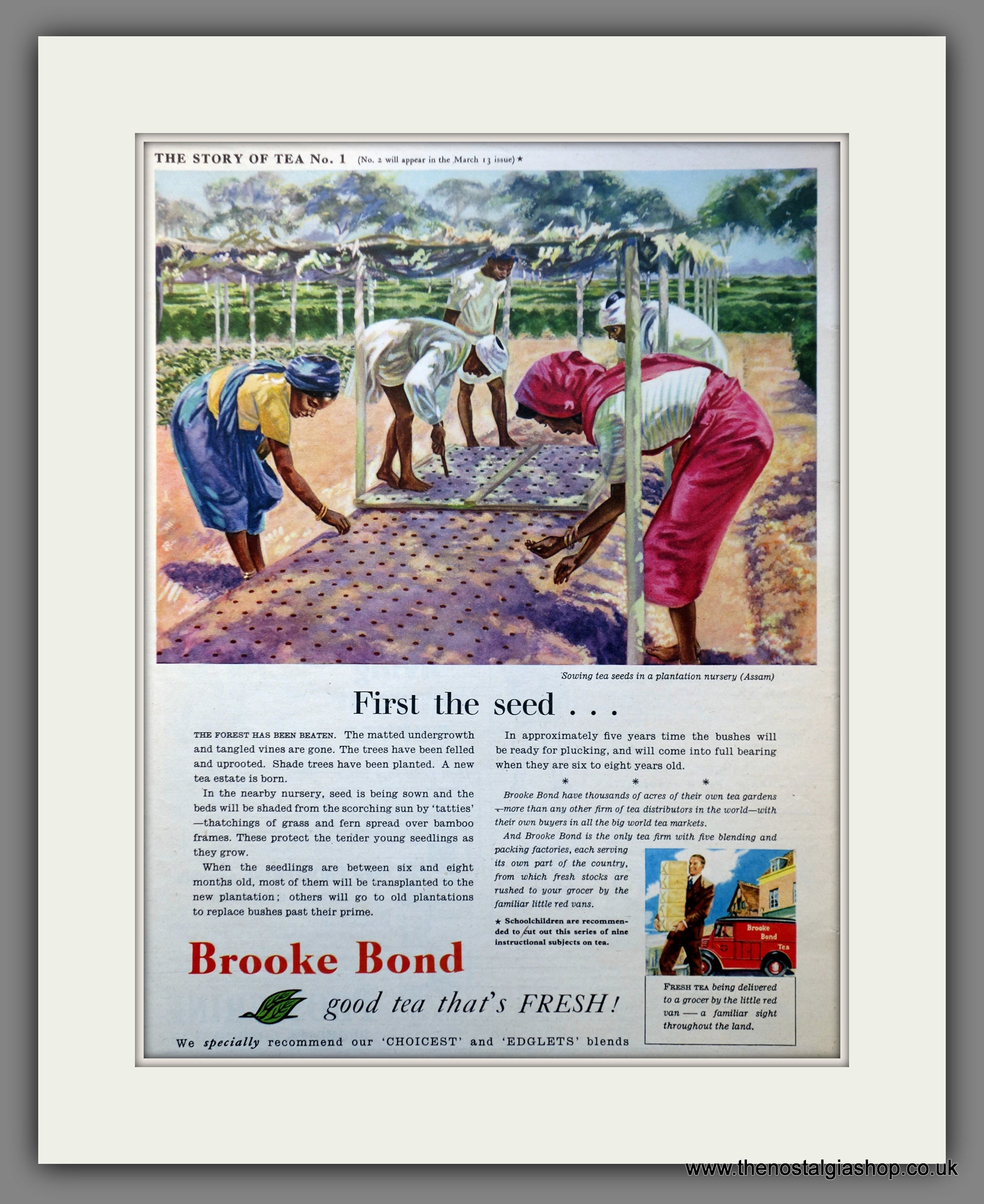 Brooke Bond Tea. Original Advert 1954 (ref AD300964) – The Nostalgia Shop