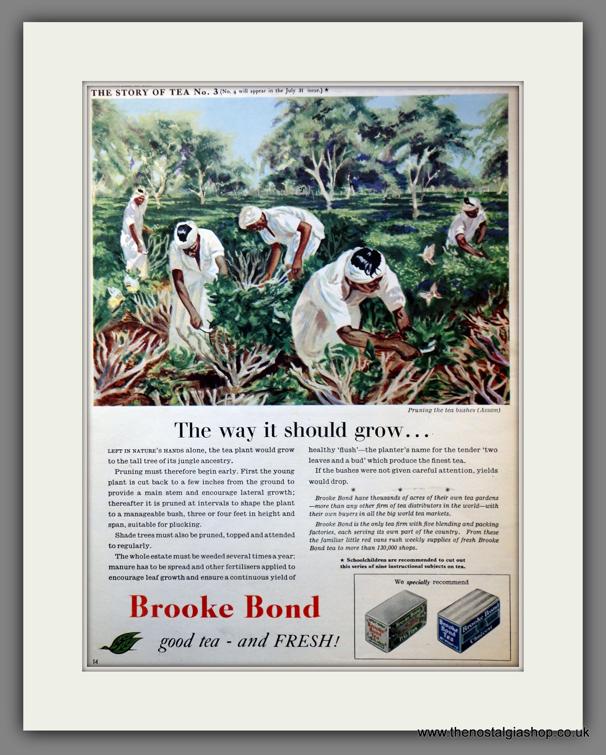 Brooke Bond Tea. Original Advert 1954 (ref AD300965) – The Nostalgia Shop